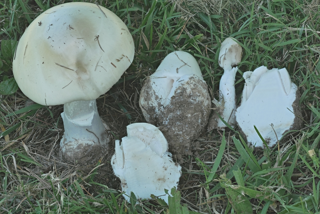Amanita Sect. Phalloideae from Center, IN 47353, USA on August 16, 2020 ...
