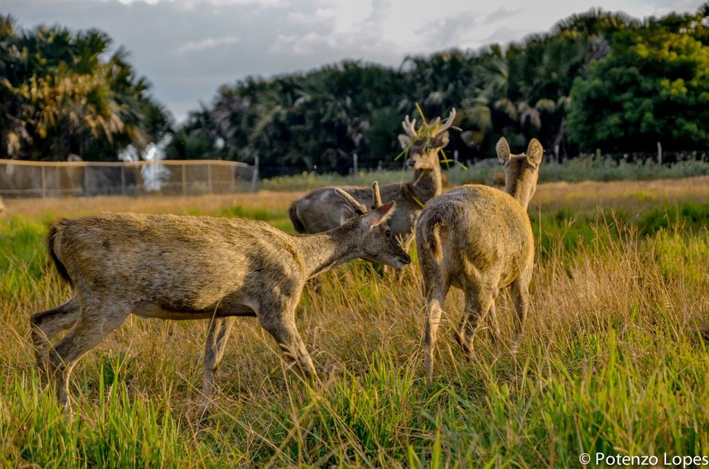 Javan Rusa (Rusa timorensis) - Know Your Mammals