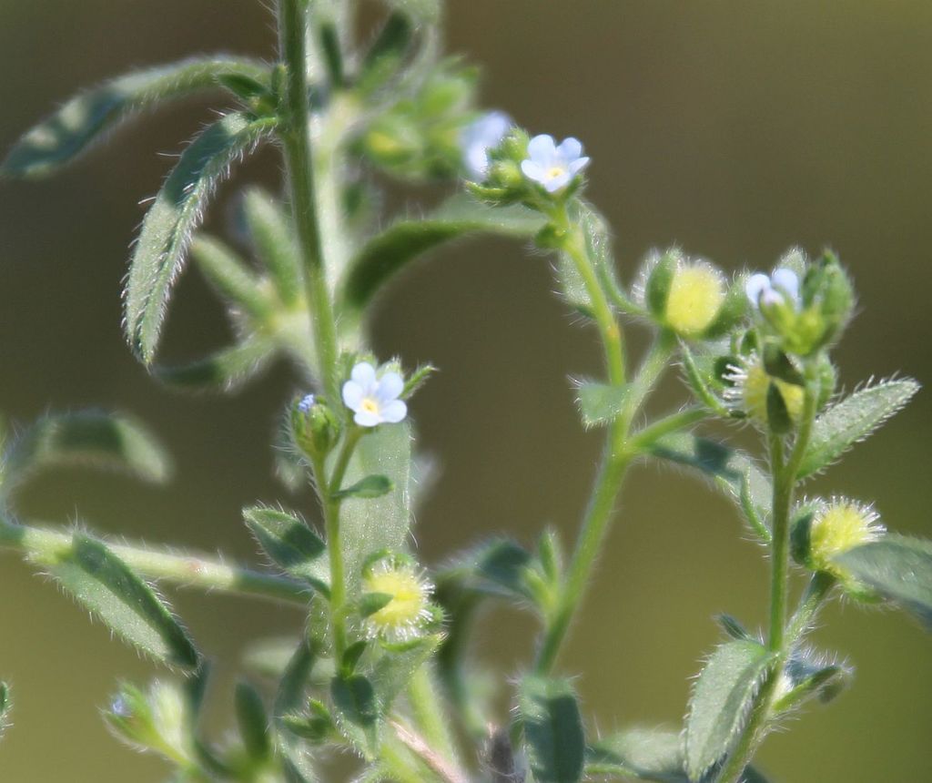Lappula (Boraginaceae (Borage) of the Pacific Northwest) · iNaturalist
