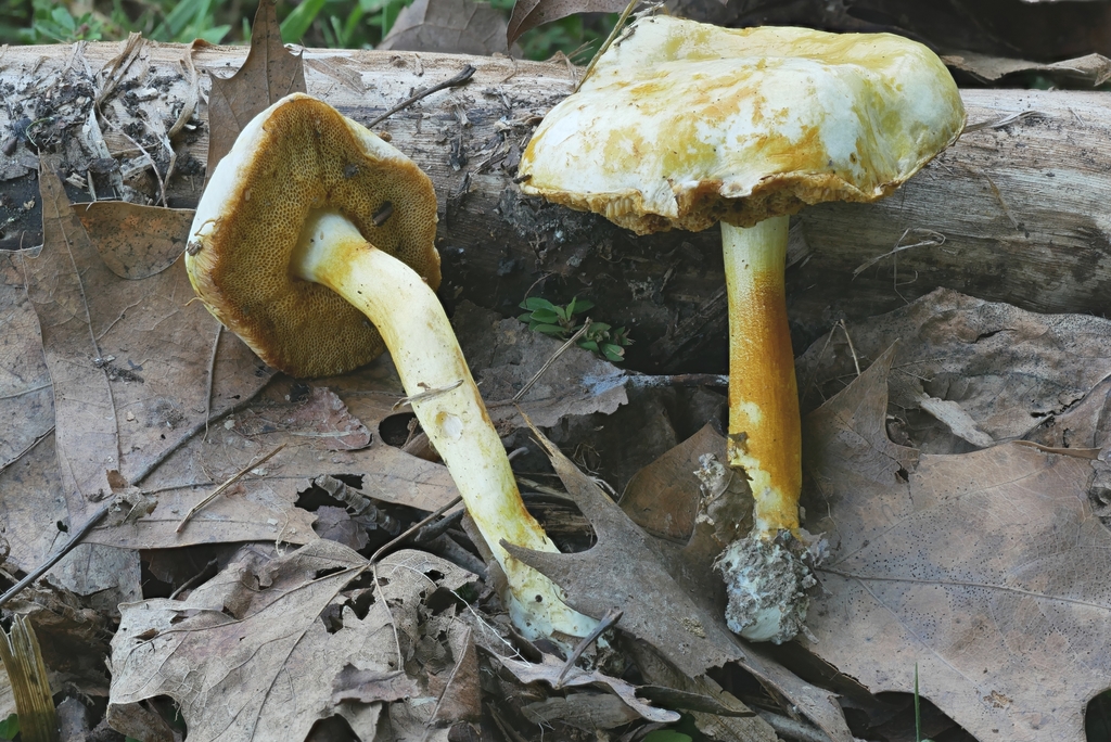 Pulveroboletus curtisii from Jefferson County, US-IN, US on August 17 ...