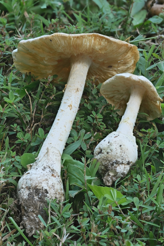 Atkinson's Destroying Angel from Jefferson County, US-IN, US on August ...