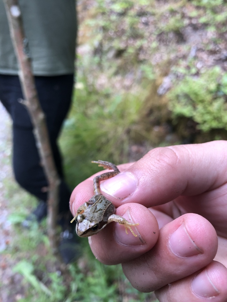 European Common Frog from Vendsyssel-Thy, Sindal, Nordjylland, DK on ...