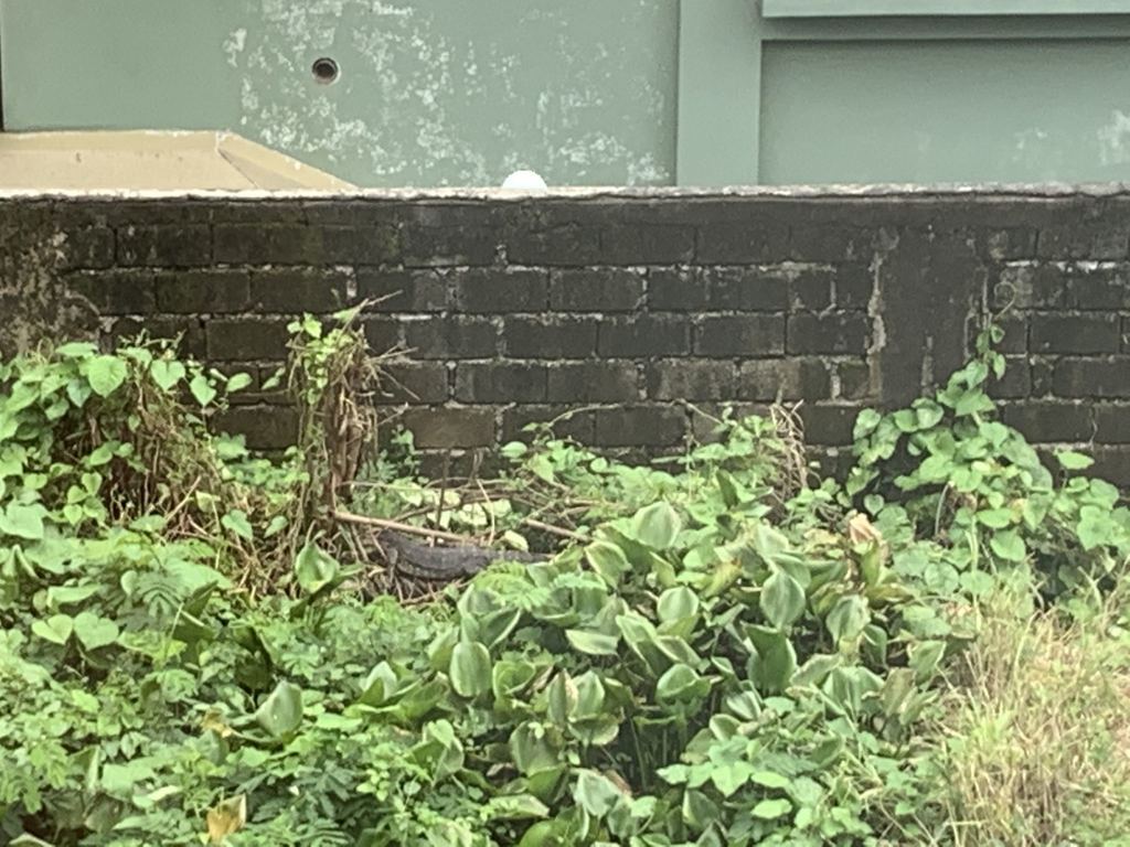 Marbled Water Monitor from Matandang Balara, Quezon City, Metro Manila ...