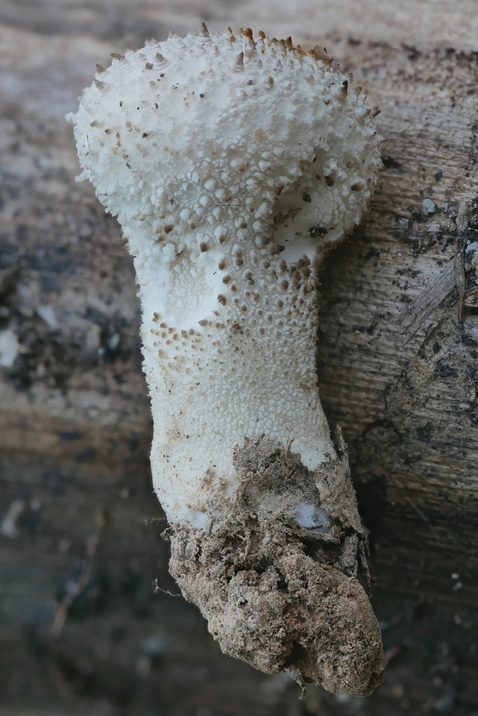 common puffball from Lynn Township, IN, USA on August 17, 2020 at 10:33 ...