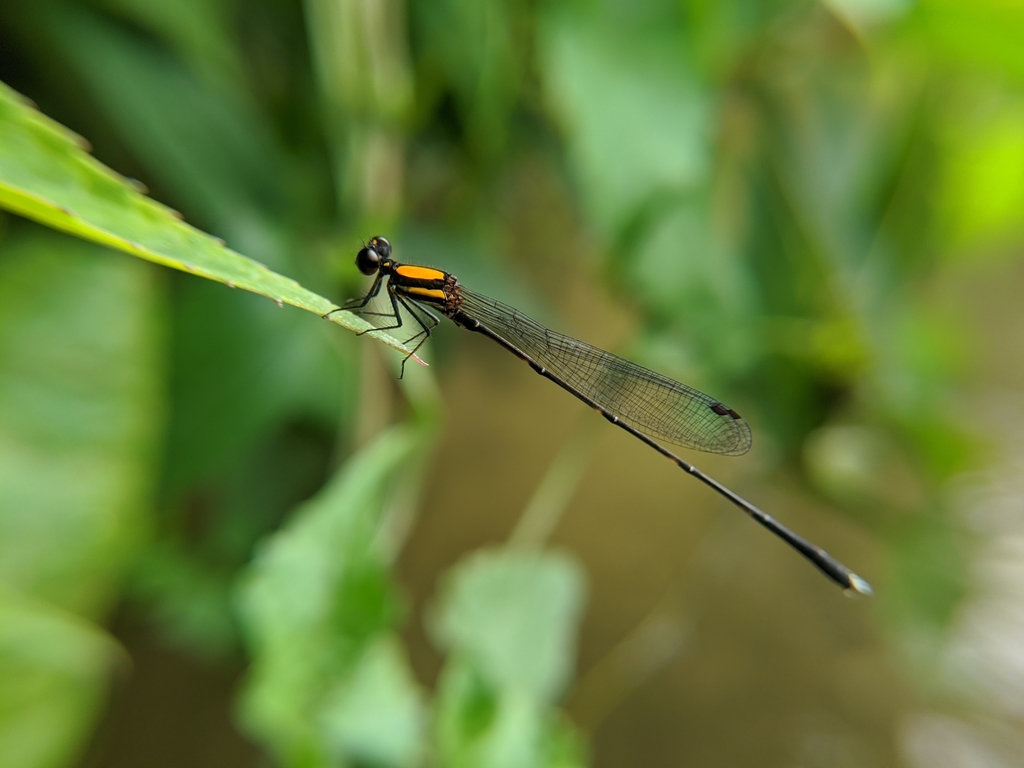 Orange-backed Threadtail from 325台灣桃園市龍潭區大坪 on August 9, 2020 at 02:50 ...