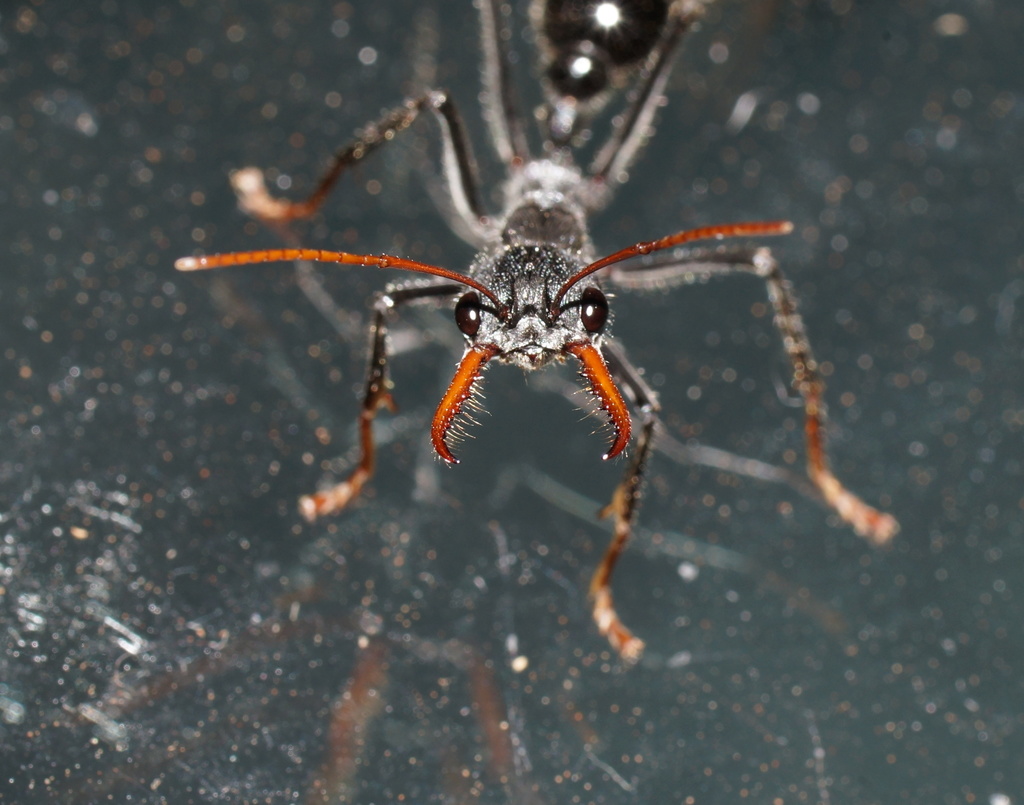 Australian Red Bull Ant from Stingray Swamp, Penrose NSW AU on December ...