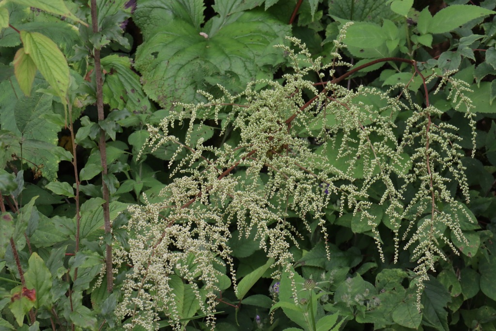 Astilbe rivularis from Godawari, Nepal on 16 August, 2020 at 11:17 AM ...