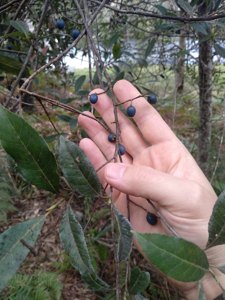 Blueberry ash from Royal National Park NSW 2233, Australia on August 21 ...