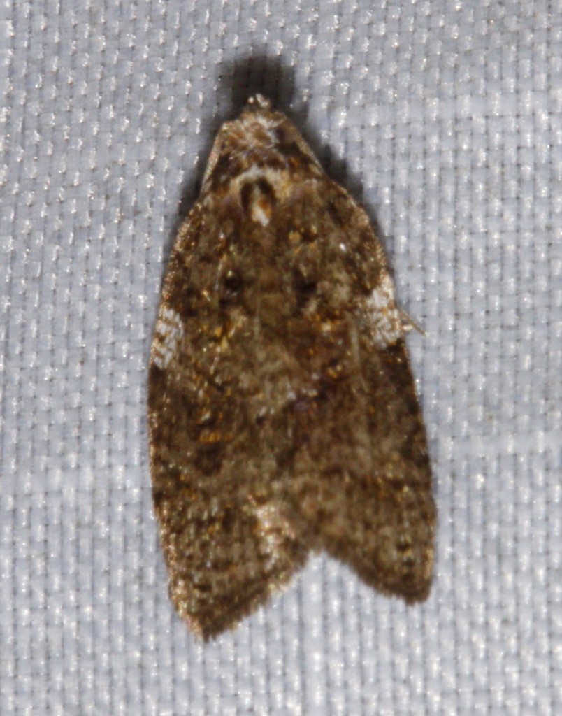 Eastern Black-headed Budworm Moth from Pabos, 17 rue Baie-Bleuer, Le ...