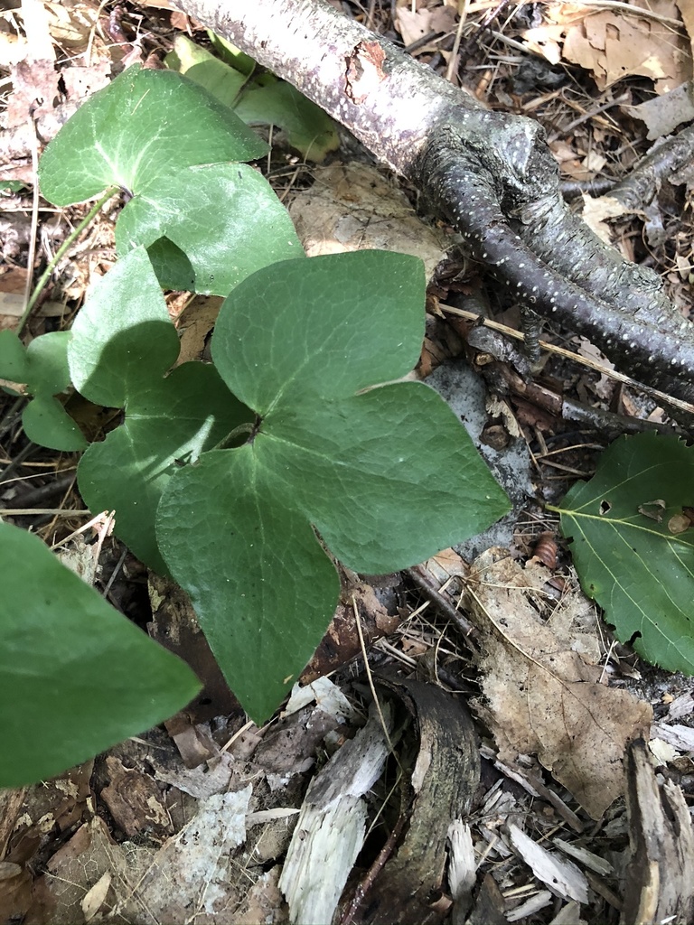 sharp-lobed hepatica from Harbor Springs, MI, US on August 19, 2020 at ...