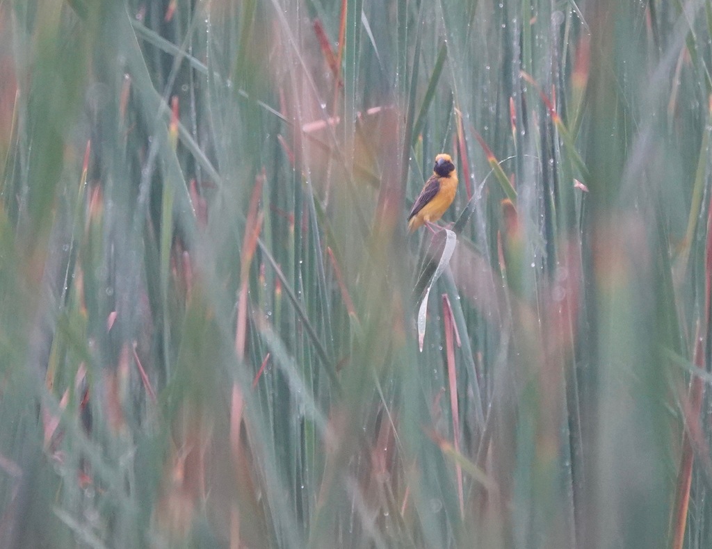 Asian Golden Weaver in August 2020 by kenny_well · iNaturalist