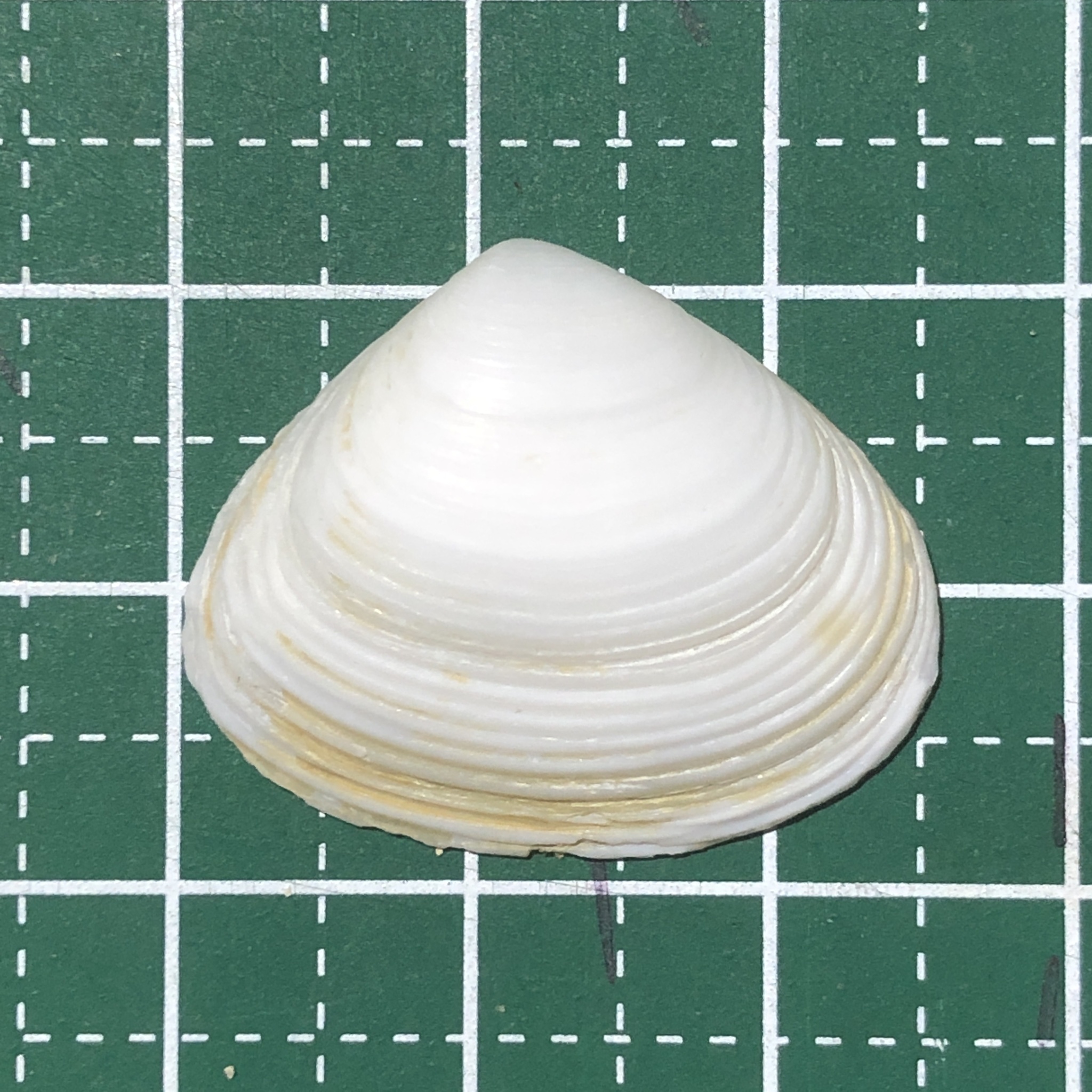 Atactodea striata (Gmelin, 1791)