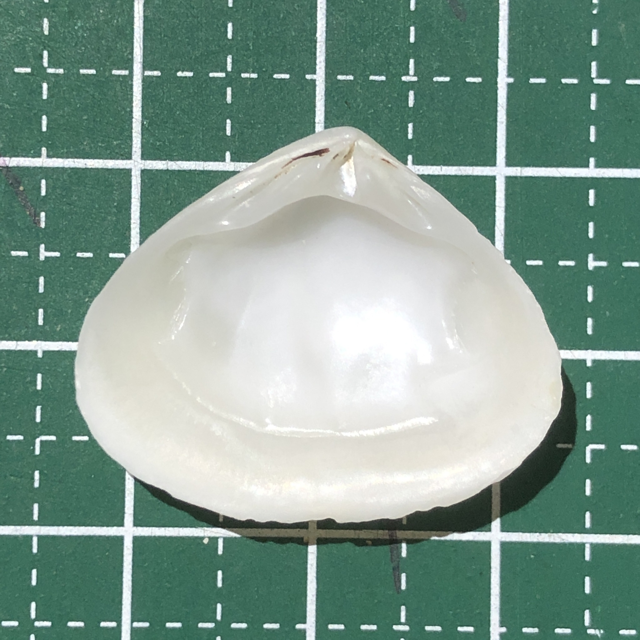 Atactodea striata (Gmelin, 1791)