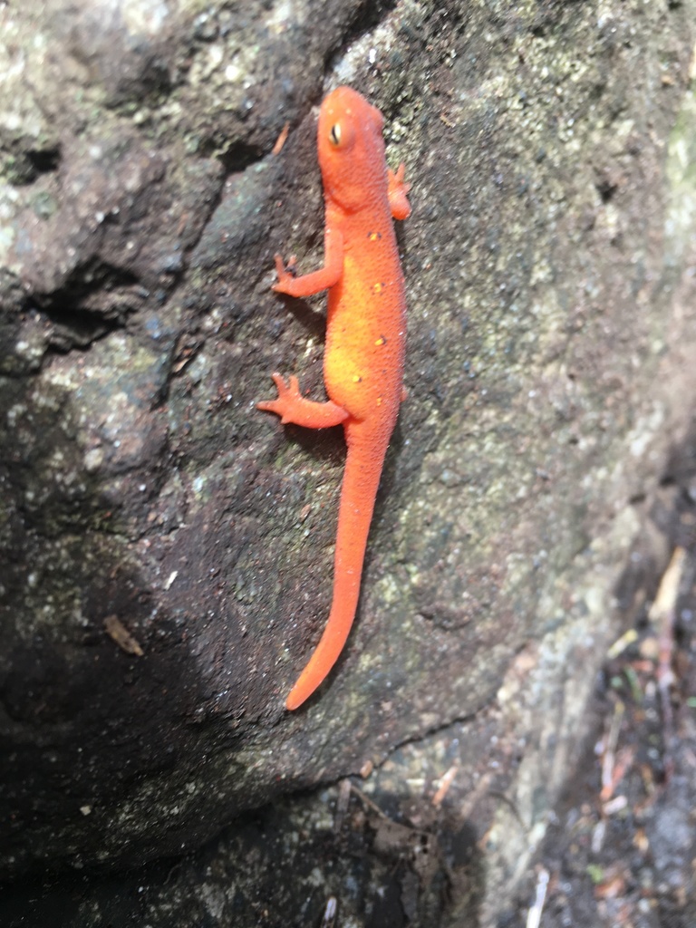 Red-spotted Newt from Adirondack Park, North Hudson, NY, US on August ...
