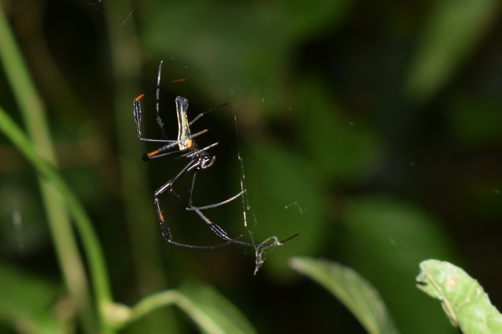 Giant Wood Spiders from Kadma, West Bengal 722151, India on August 07 ...