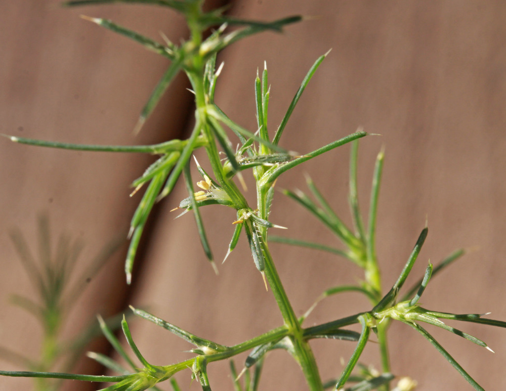 Slender Russian-thistle (Plants of Barr Lake State Park) · iNaturalist