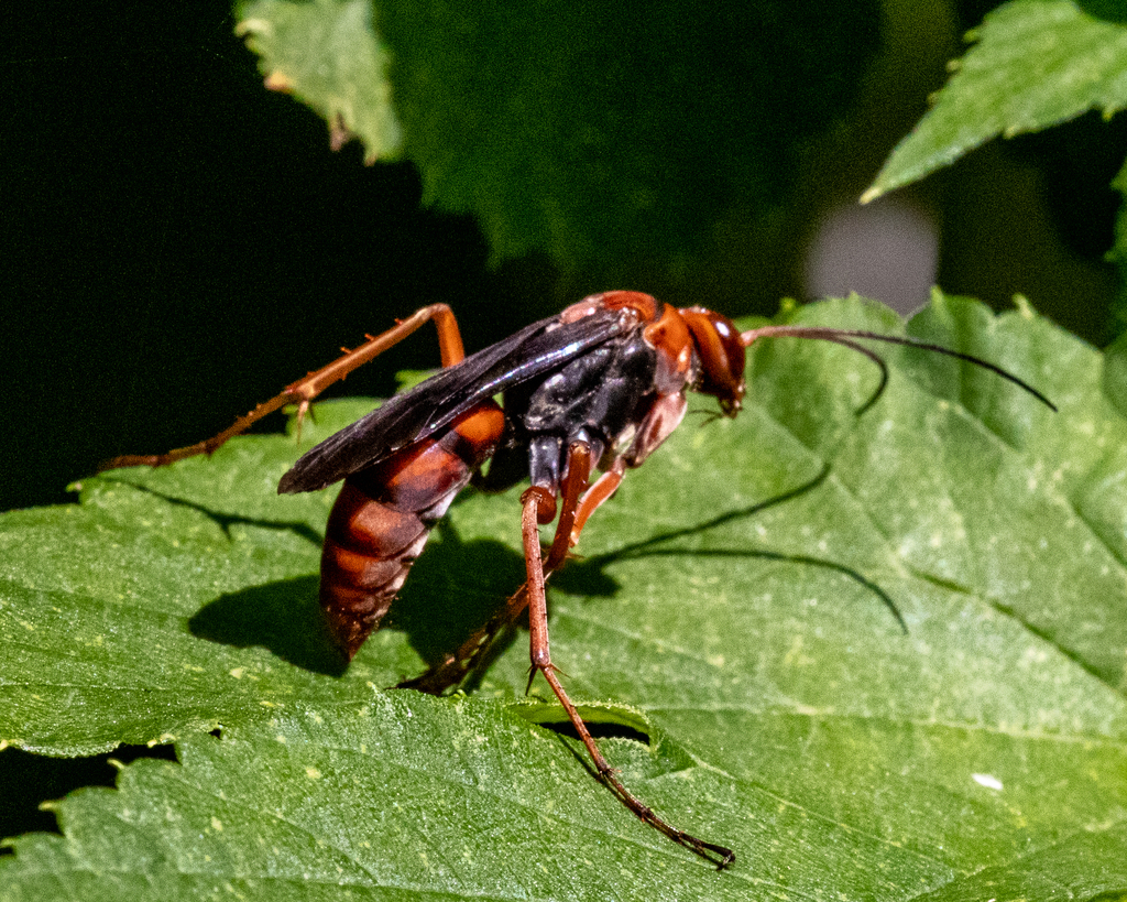 Rusty Spider Wasp from Herndon, PA, USA on August 21, 2020 at 09:36 AM ...