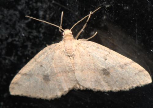 Hydrelia rubricosta · iNaturalist United Kingdom