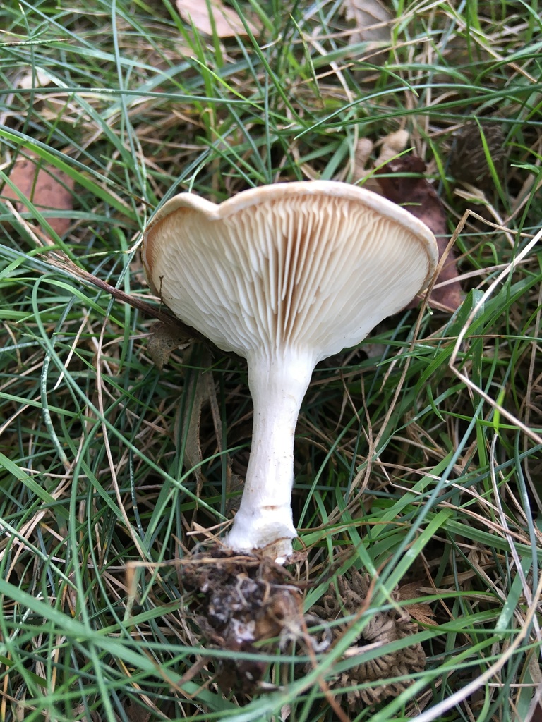 Fool's Funnel from Green-Wood Cemetery, New York, NY, US on August 21 ...