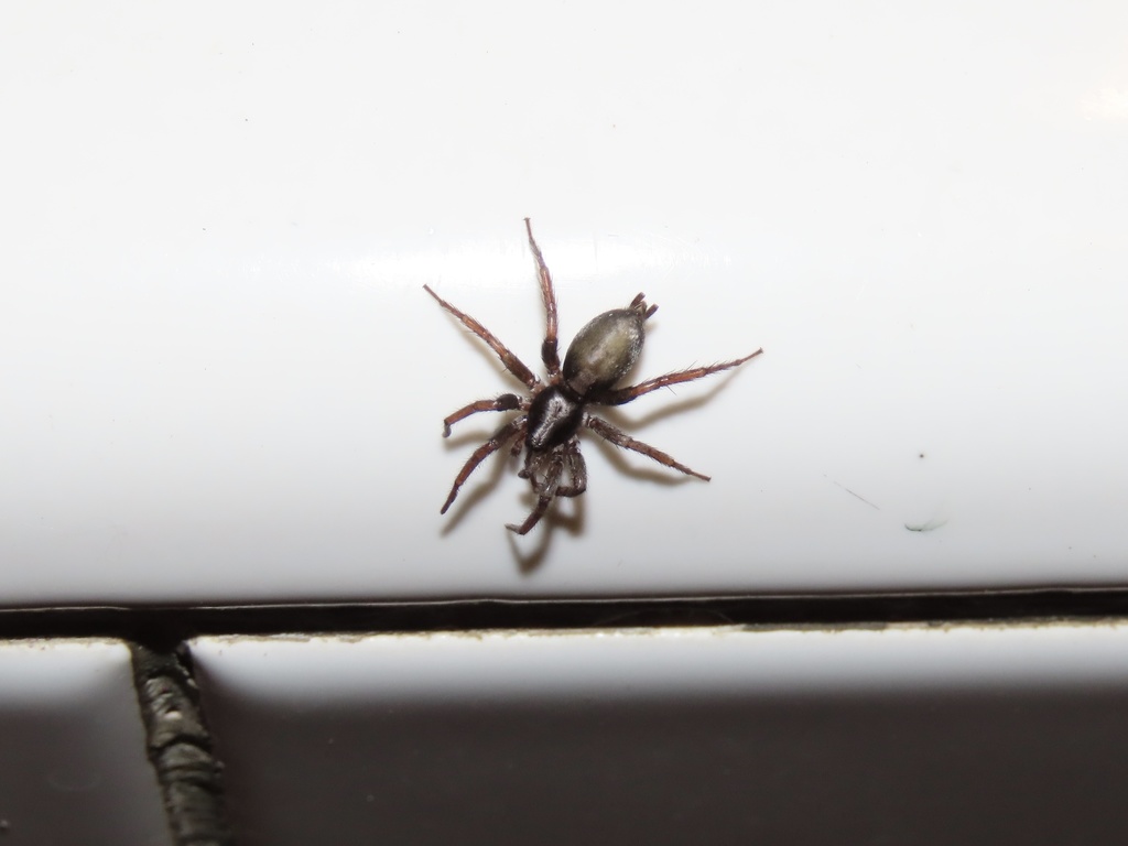 Eastern Parson Spider from Margaret Sullivan Ln, Augusta, WV, US on ...