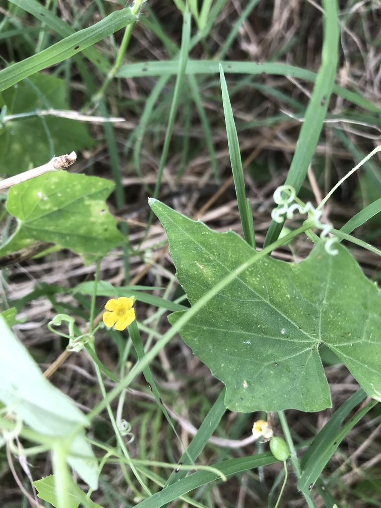 creeping cucumber from Lakeview Rd, Gallatin, TN, US on August 21, 2020 ...