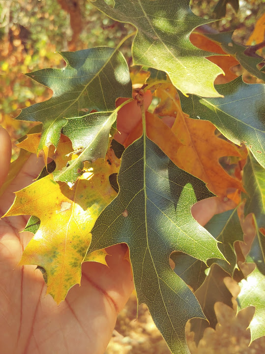 Oracle Oak from Napa County, CA, USA on August 20, 2020 at 08:16 AM by ...