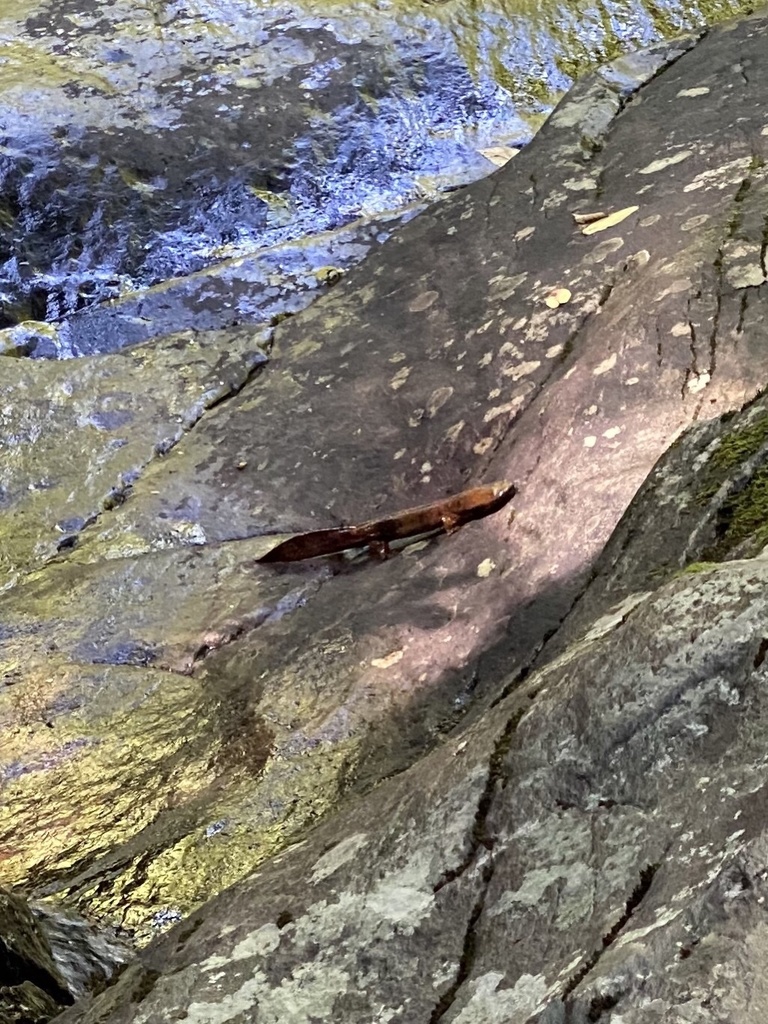 Eastern Hellbender in August 2020 by kierpatel · iNaturalist