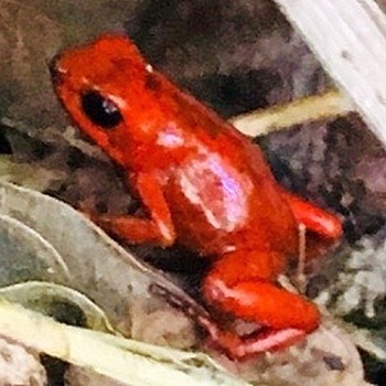 Splendid Poison Frog (Oophaga speciosa) · iNaturalist