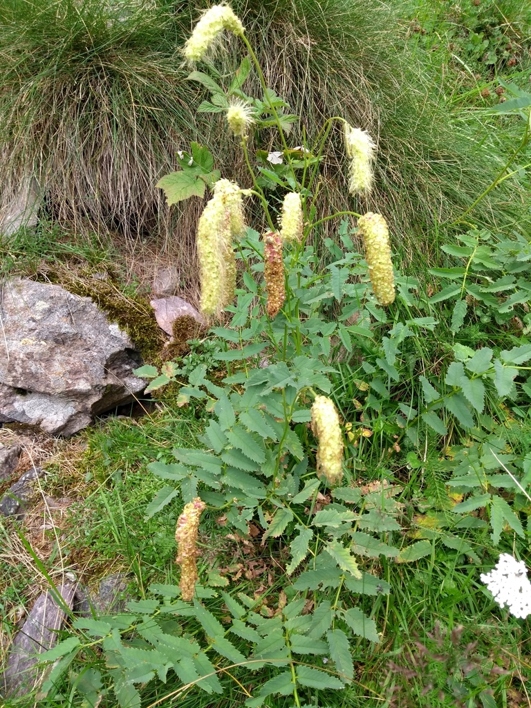 burnets (Sanguisorba) - Botanical Realm