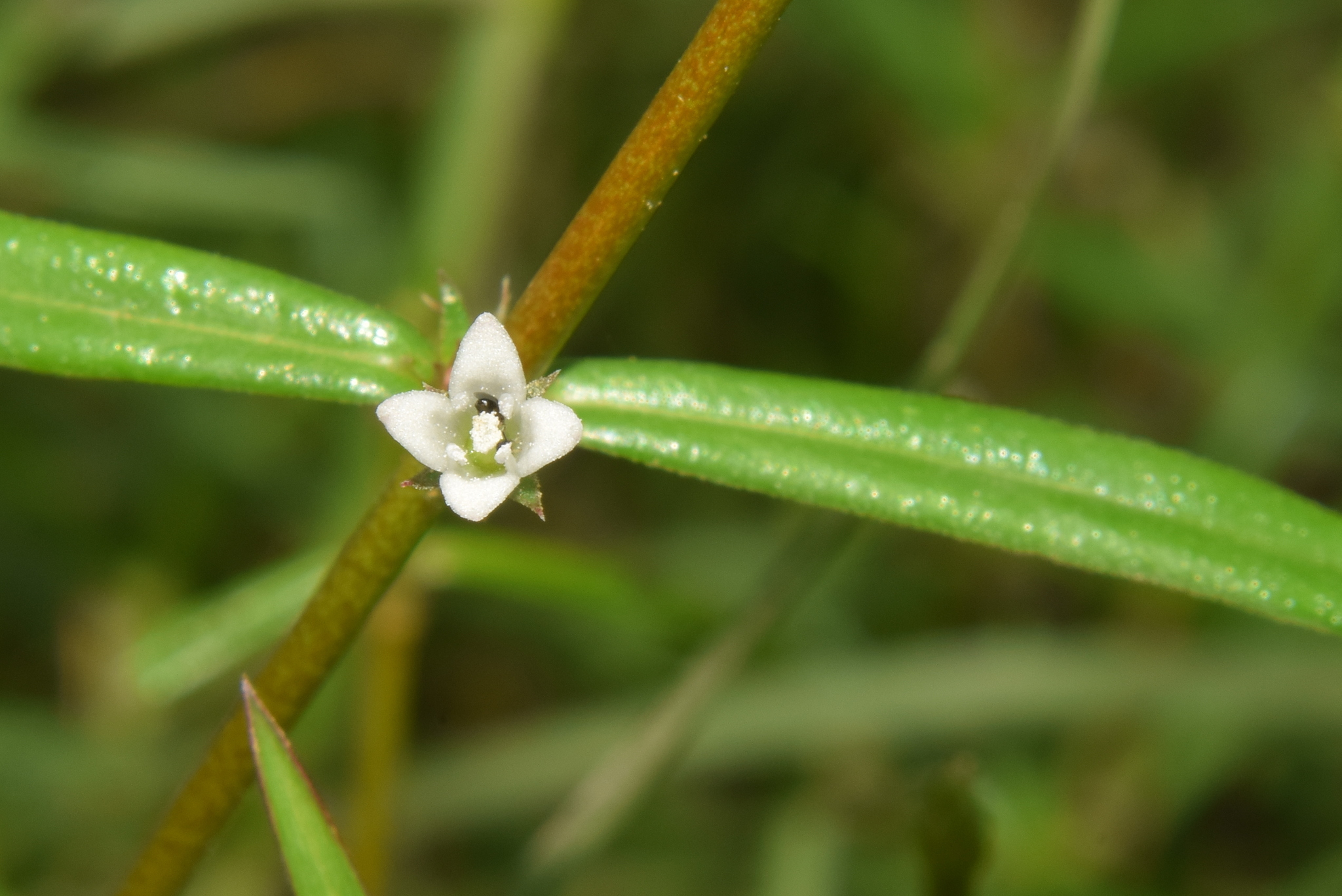 Scleromitrion diffusum (Willd.) R.J.Wang