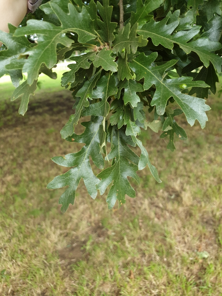 Turkey Oak from Brickendon on August 21, 2020 at 04:02 PM by ...