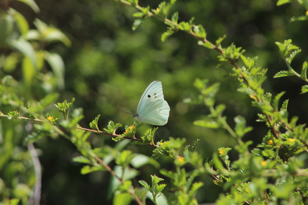 Ganyra josephina josepha from Santa María Huatulco, Oax., México on ...
