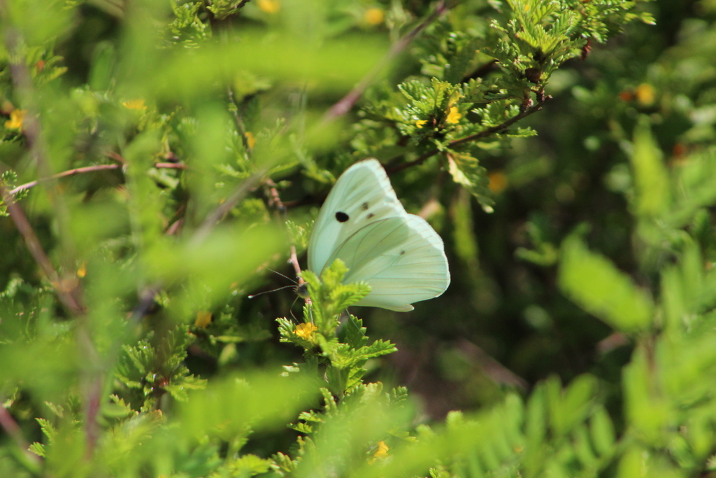 Ganyra josephina josepha from Santa María Huatulco, Oax., México on ...