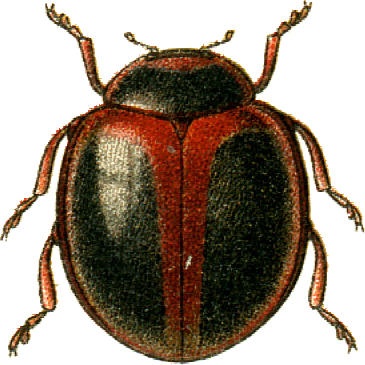 Rodolia limbata · iNaturalist