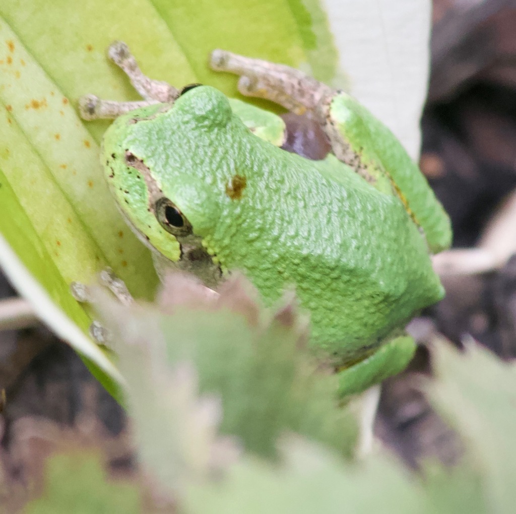 Gray Treefrog from Mono, ON, Canada on August 21, 2020 at 12:32 PM by ...