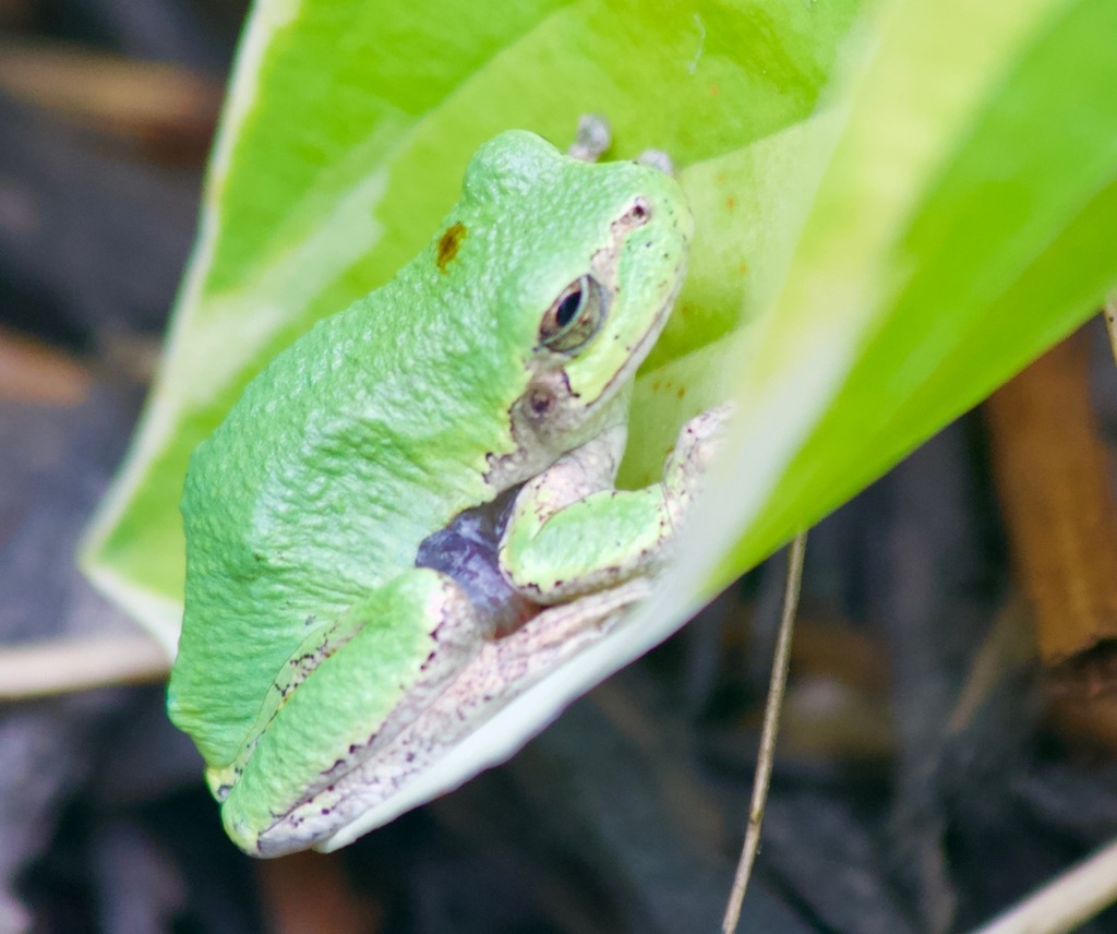 Gray Treefrog from Mono, ON, Canada on August 21, 2020 at 12:33 PM by ...