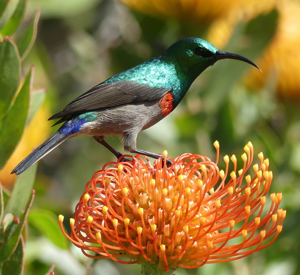 Fynbos Southern Double-Collared Sunbird from Garden Route Botanical ...