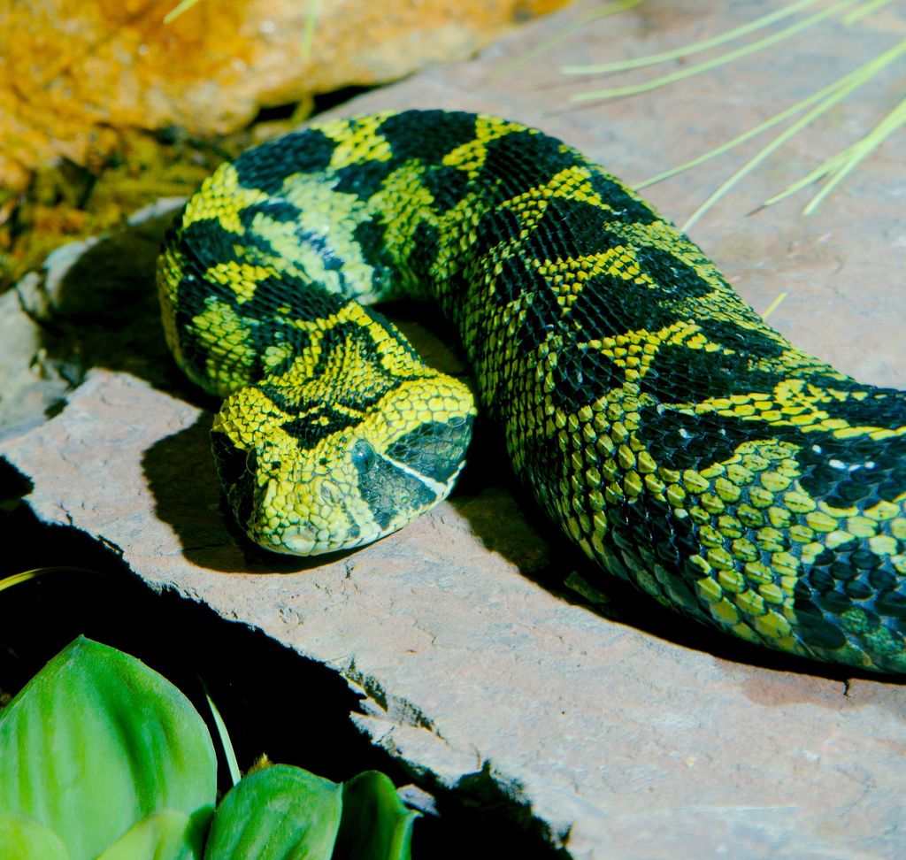 Ethiopia Viper (Bitis parviocula) - Snakes and Lizards