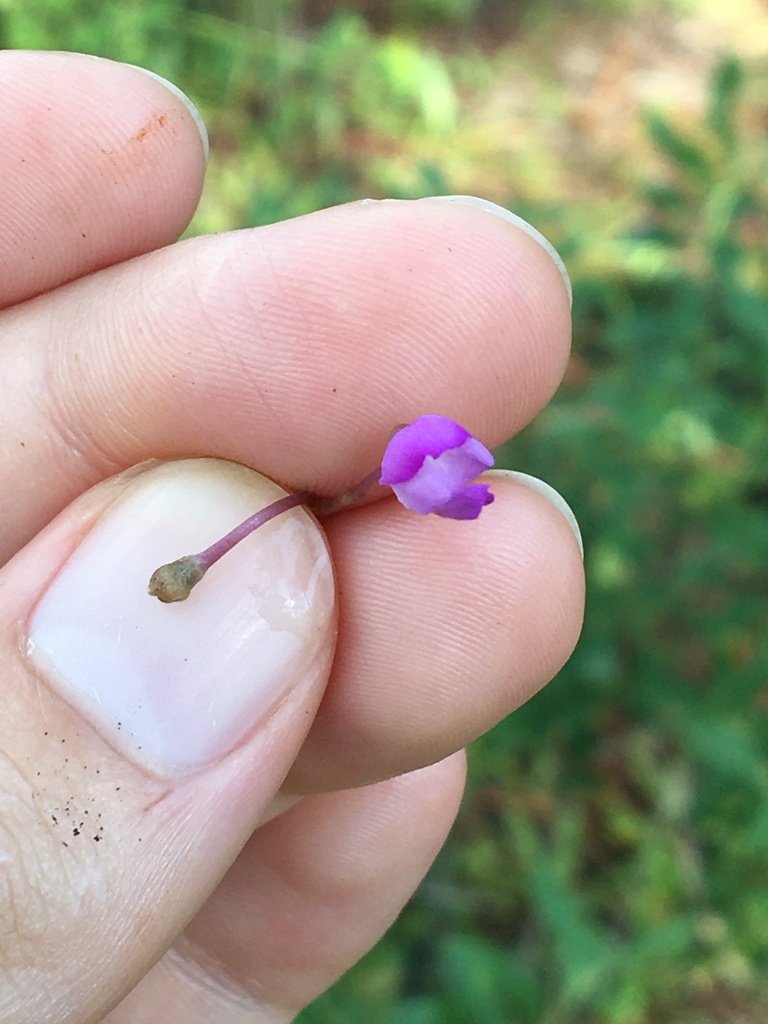 Purple Bladderwort (ADIRONDACK RESEARCH GUIDEBOOK) · iNaturalist