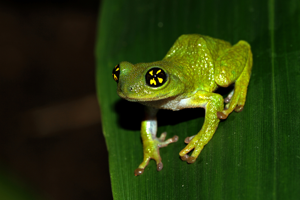 Chalazodes bubble-nest frog (Amphibians of Kerala) · iNaturalist