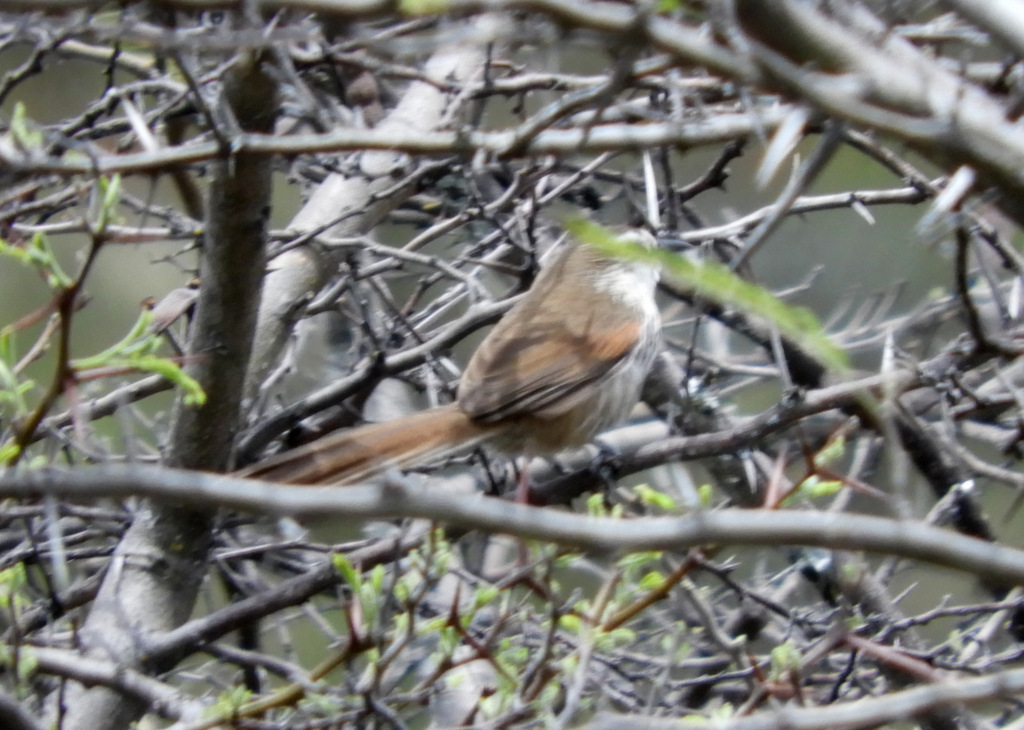 Great Spinetail in October 2019 by Jeff Harding · iNaturalist