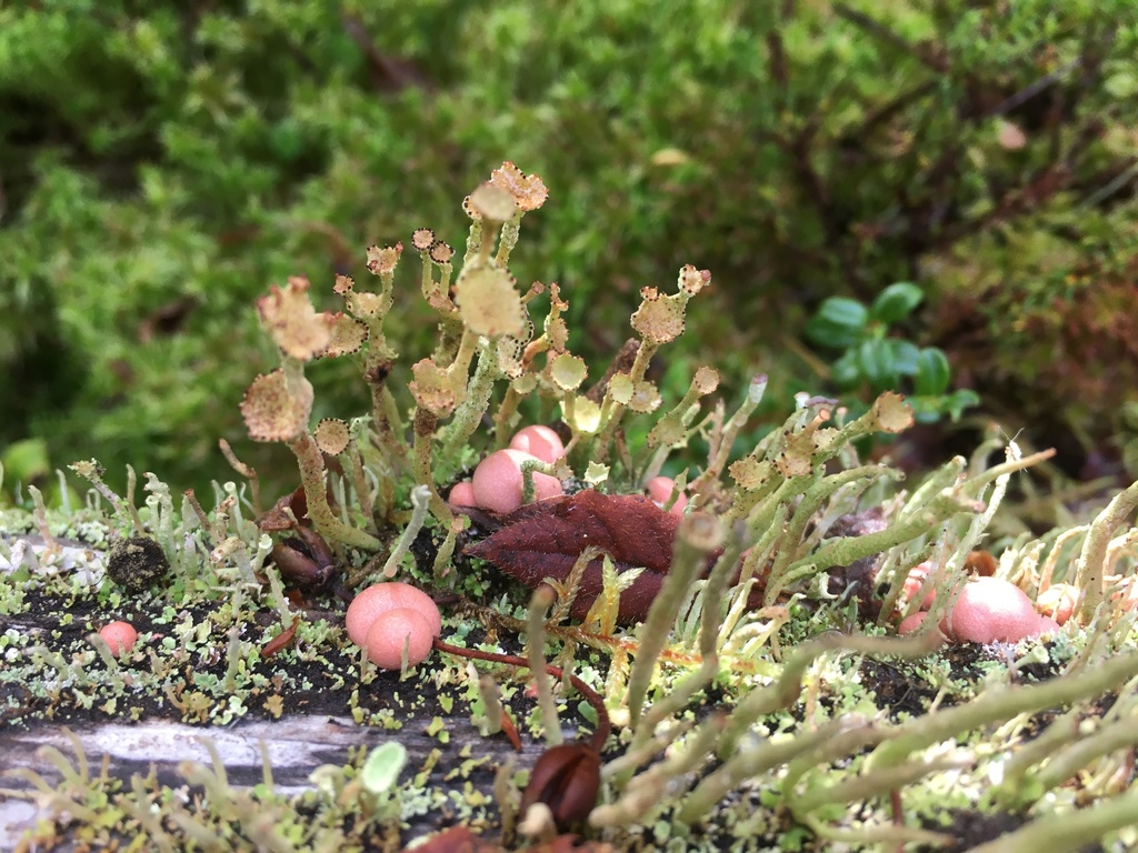Wolf's Milk from Chugach National Forest, Cooper Landing, AK, US on ...