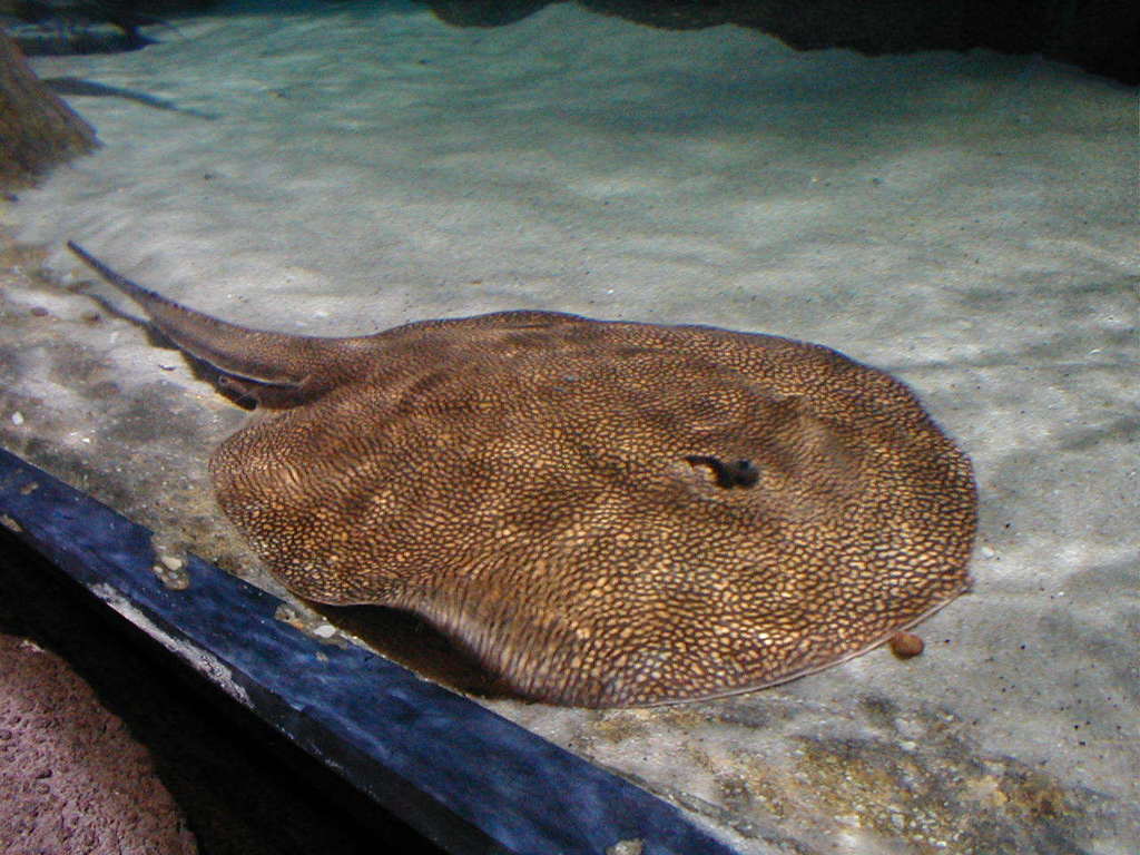 Largespot River Ray (Potamotrygon falkneri) - Marine Life Identification