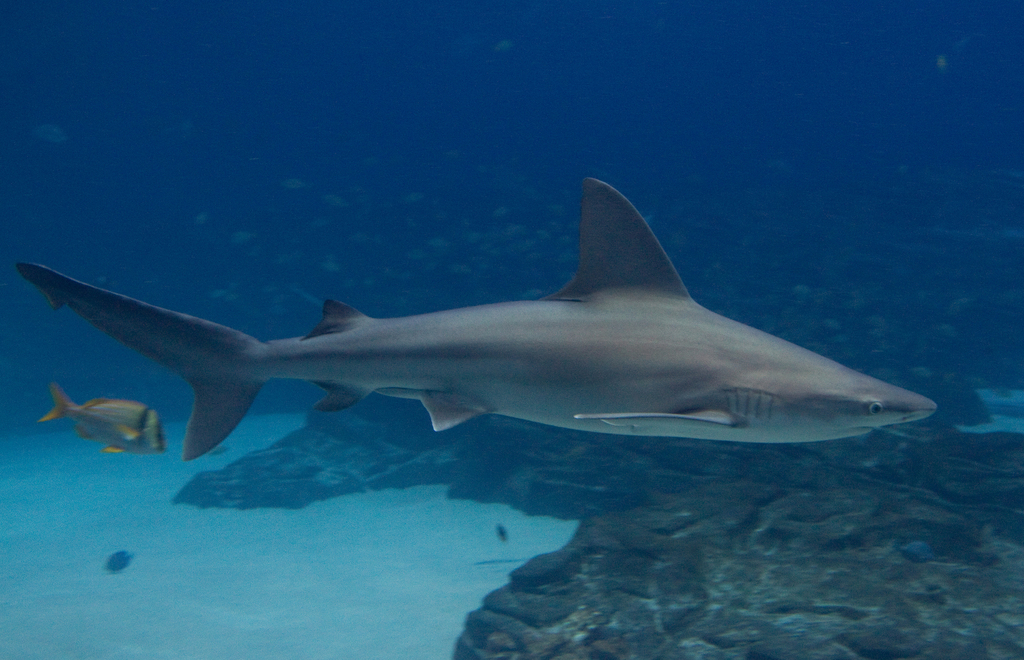 Typical Requiem Sharks (Carcharhinus) - Marine Life Identification