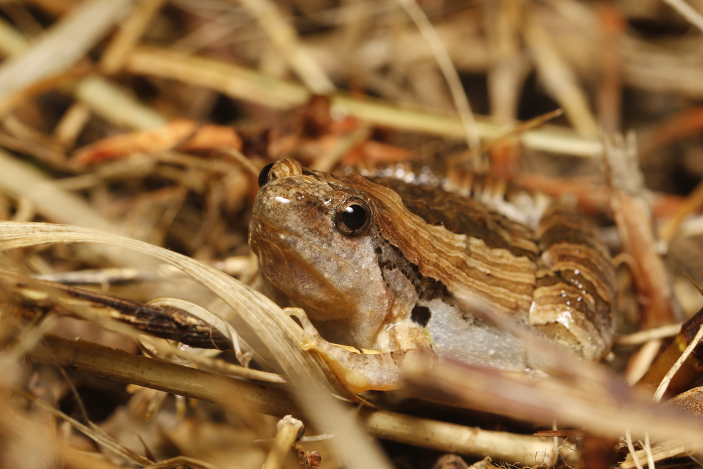 Beautiful Pygmy Frog from Pat Sin Leng, Hong Kong on August 21, 2020 at ...