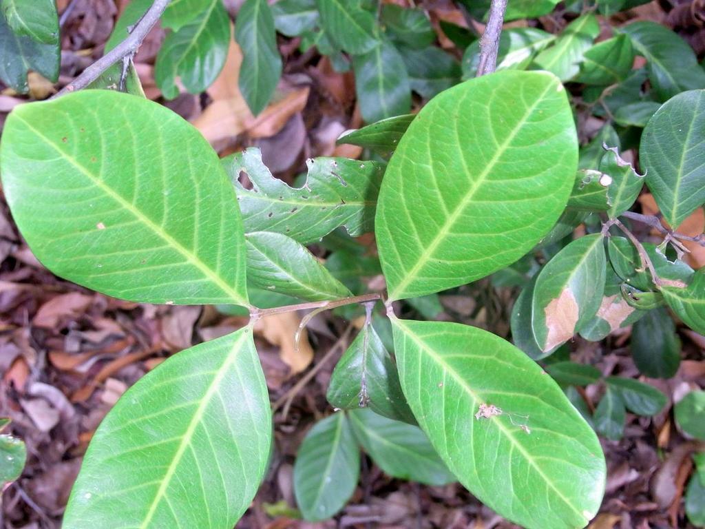 Beach Alectryon (Alectryon coriaceus) - Botanical Realm