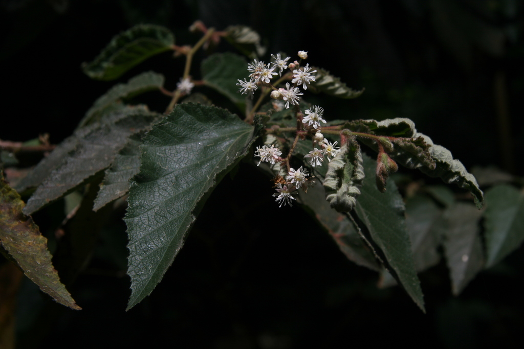 Commersonia fraseri (Logan Simple Rainforest List) · iNaturalist Australia
