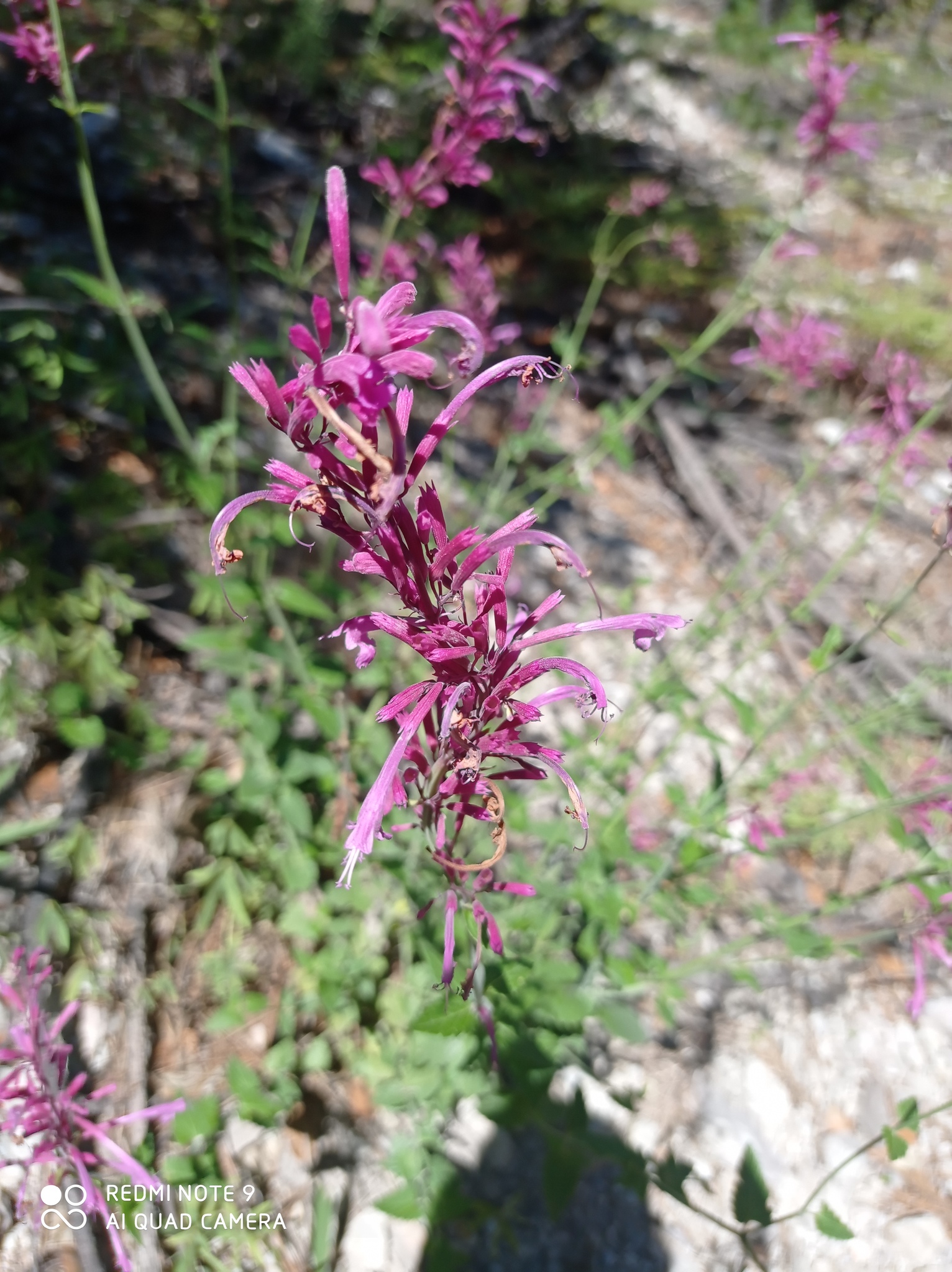 Agastache pallida (Lindl.) Cory