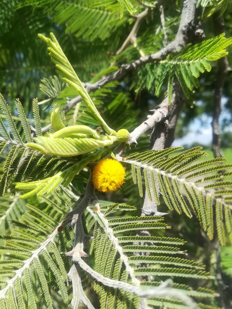 fern-leaf acacia from Valle de Santiago, Gto., México on August 16 ...