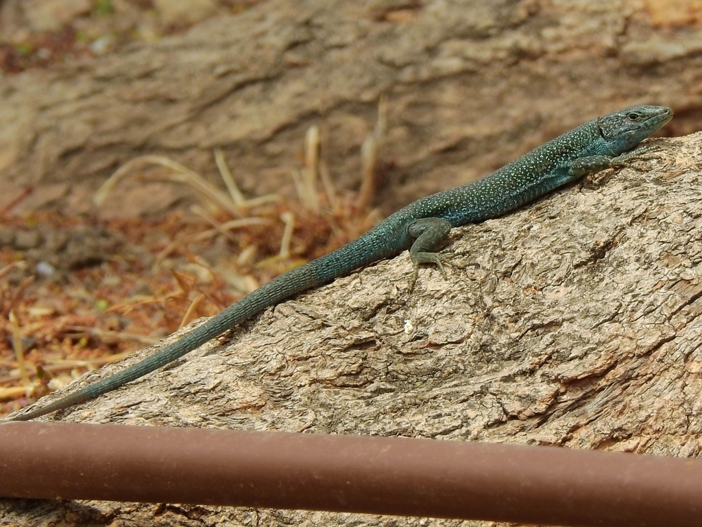 Madeira Lizard (Madeira) from 1200-692 Lisboa, Portugal on August 21 ...